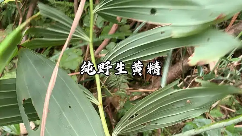 发现一颗纯野生黄精