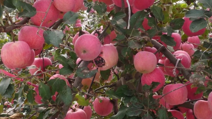 减产还增收?看凤翔苹果如何逆袭!