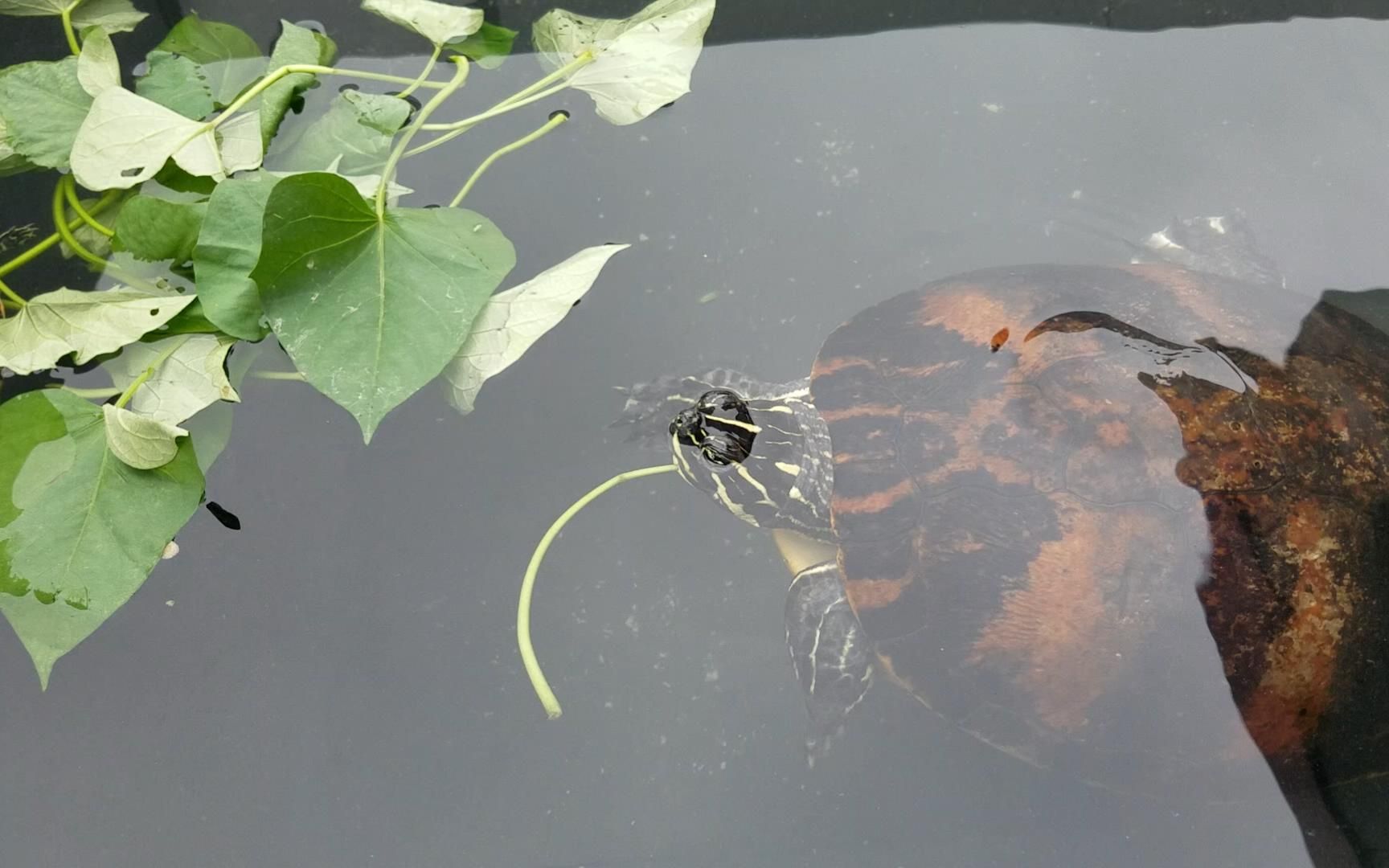 新龟池做好了,晒了十来天不用消毒了,龟龟们终于可以搬新家啦,视频的...