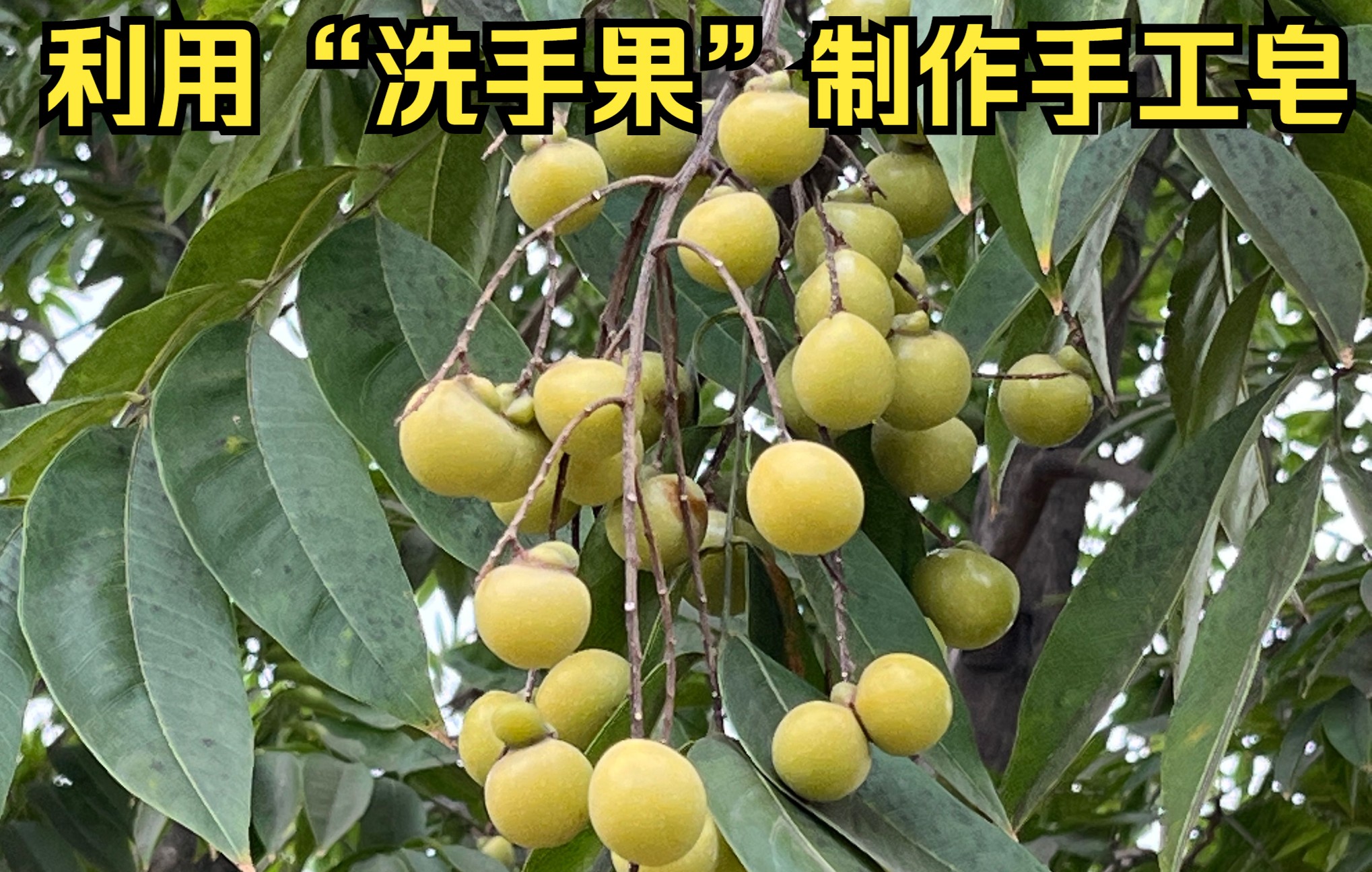 如何利用无患子自己DIY制作弱碱性手工皂