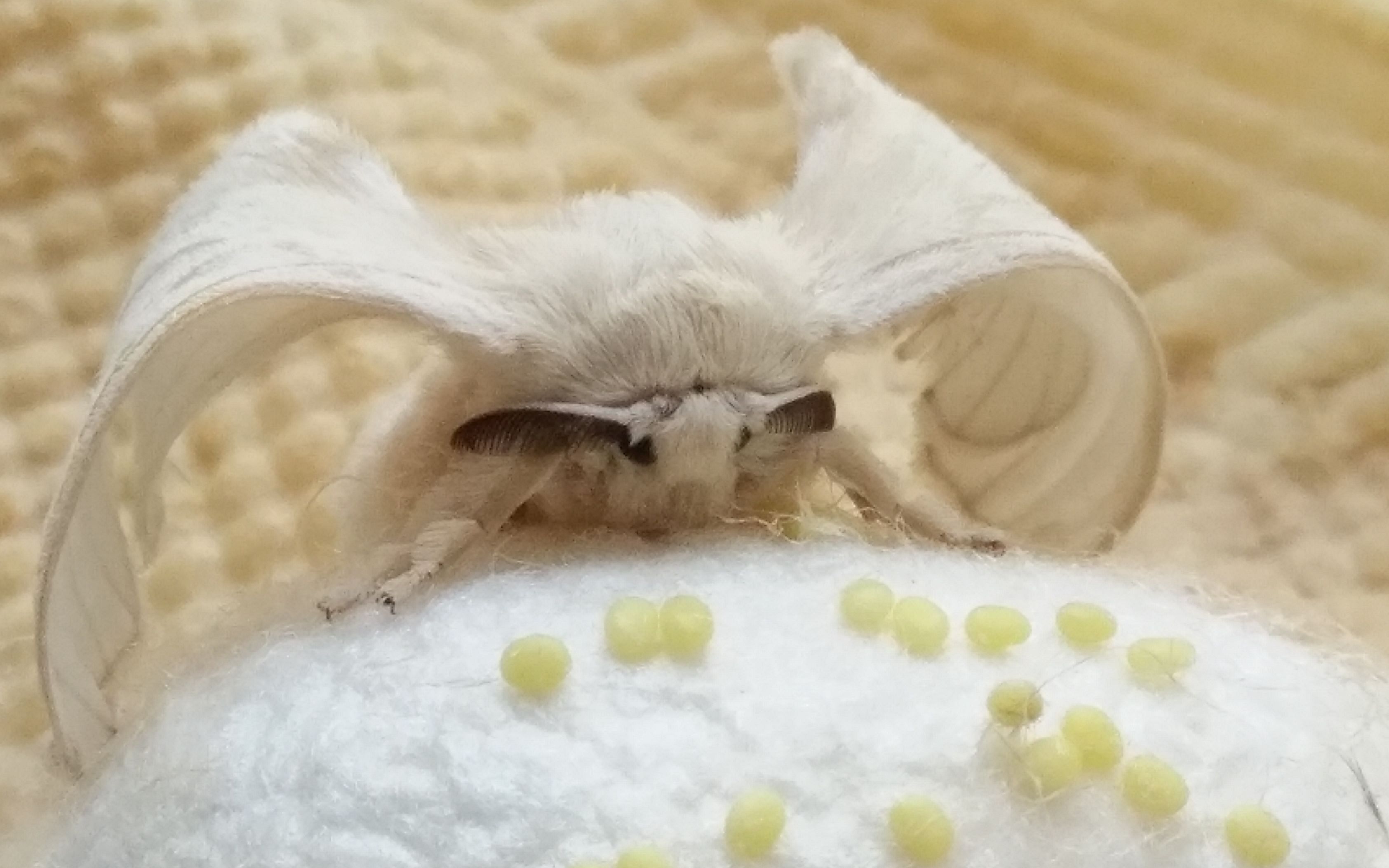 养的蚕宝宝终于变成蛾,放大看竟然有些萌