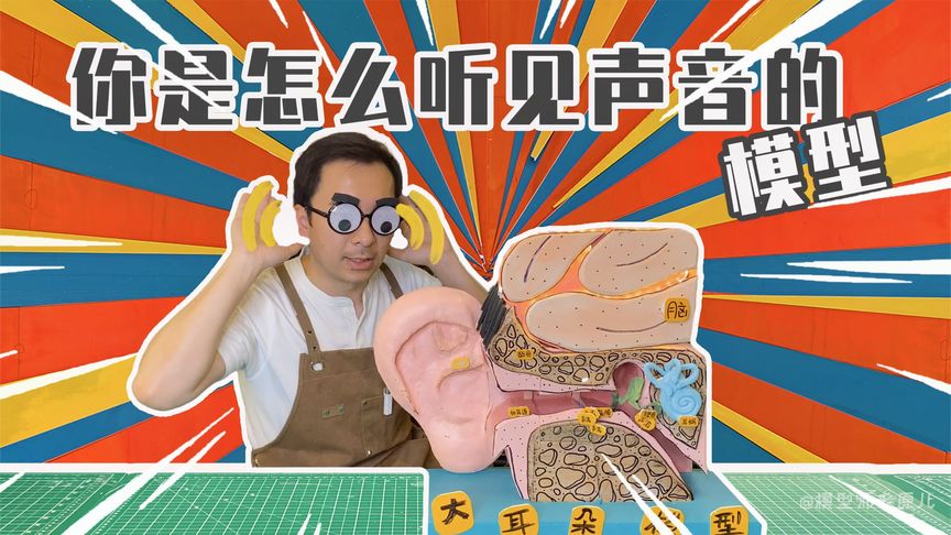 我们是怎么听见声音的?耳朵自带高科技?