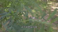 百草枯在2020年国内将全面禁用,看看在灭草剂大量使用下有那些常见...