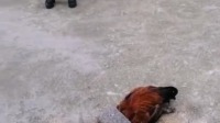 捡起挡路的砖头随手一扔,不料砸死了人家的鸡!