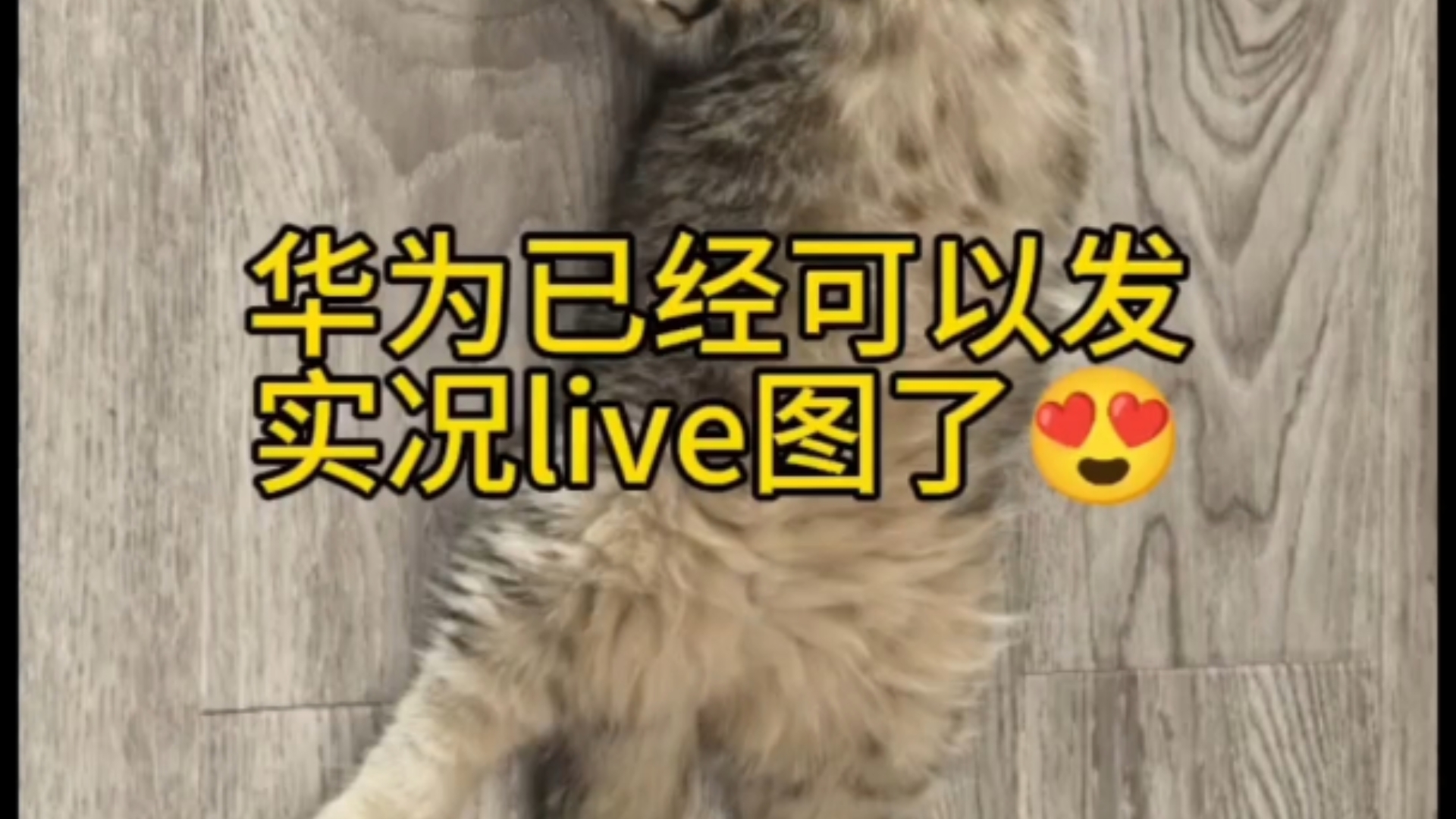 华为可以发实况live图到小红书和微博啦!前几天升级了鸿蒙Next之后...
