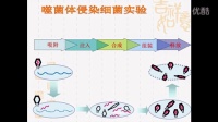 噬菌体侵染大肠杆菌.avi_4