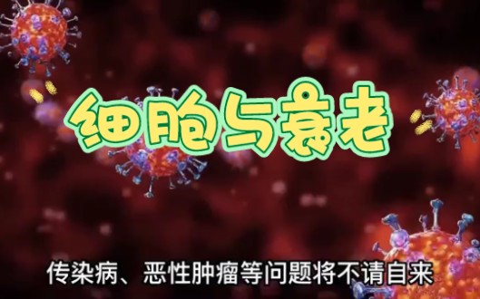 Nk细胞与免疫衰老