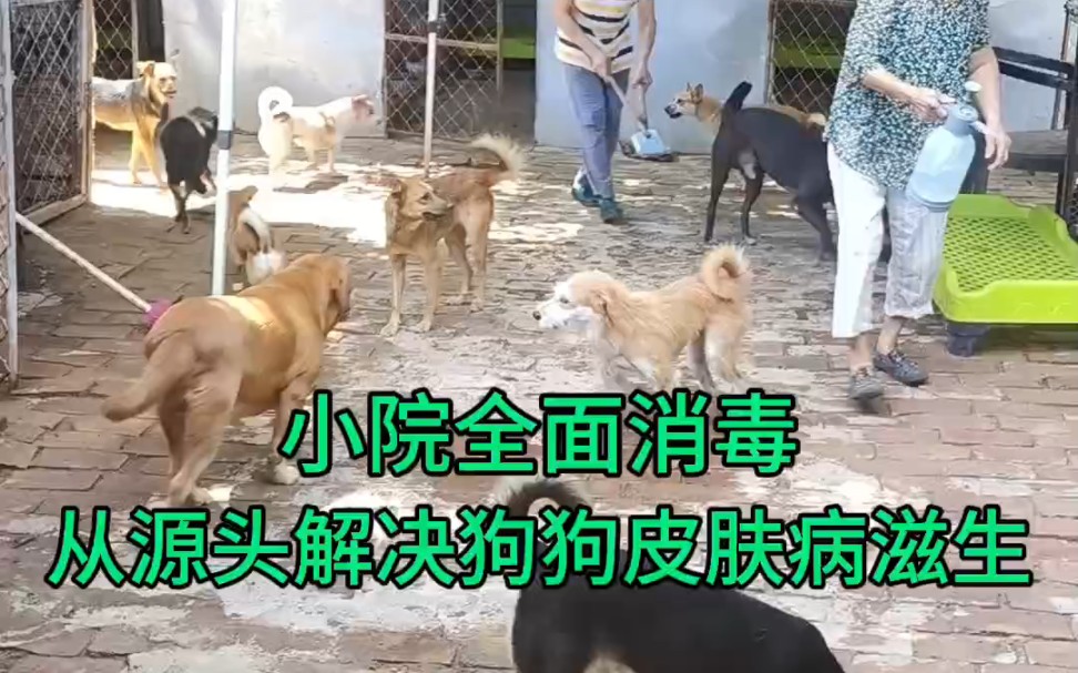小院做好全面消毒,解决狗狗皮肤病根本问题