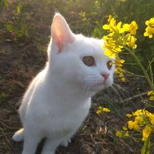 给我来碗黄仁勋 