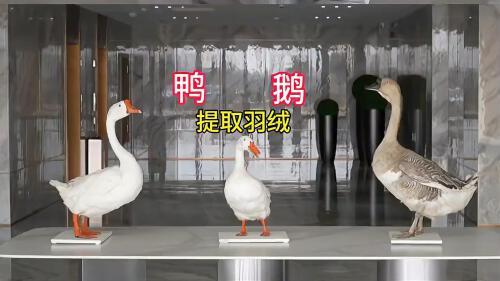 如何从禽类羽毛中提取羽绒,羽绒的提取过程是怎样的
