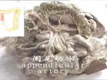 心血管系统解剖3