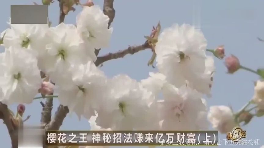 20多岁小伙就资产过亿现却改行种植樱花
