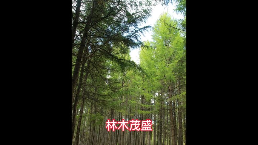 #寻美河北 美丽的塞罕坝,蓝天白云,山水清新,林木茂盛