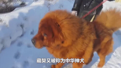 纯种藏獒大战比特犬,竟被一招制服