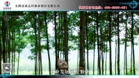 下一个林业发展的方向—林业碳汇