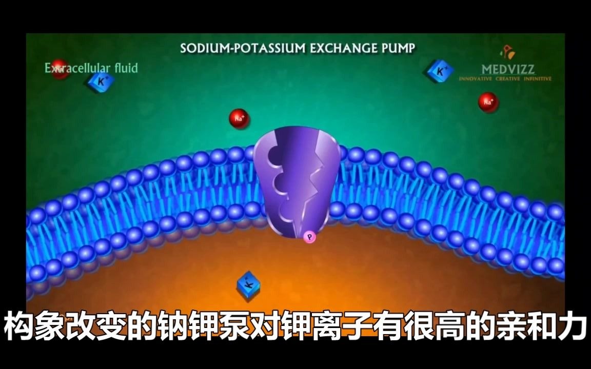 ATP驱动的钠钾泵(720p,英语中字)