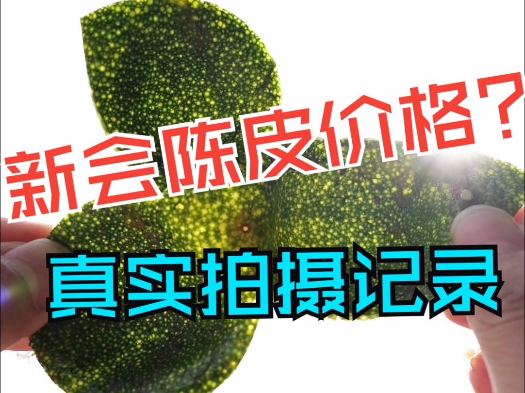 真实记录拍摄2024年新会陈皮,原厂地价格!