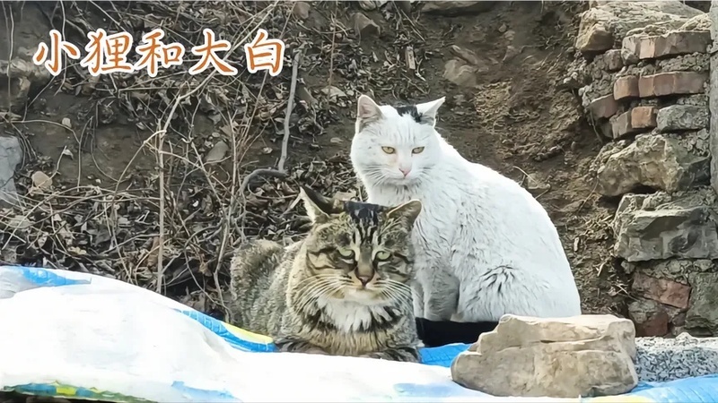 流浪动物的一生很不幸,我们的善举,就能改变它们悲惨的命运
