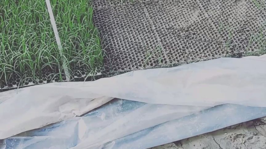 广西第二季水稻开始抛秧,这样的做法你们见过吗?累并快乐着的