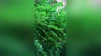 常德津市雅帆苗木花卉乔木灌木水生植物园林景观绿化工程苗木地被...