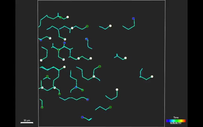 中性粒细胞的迁移过程