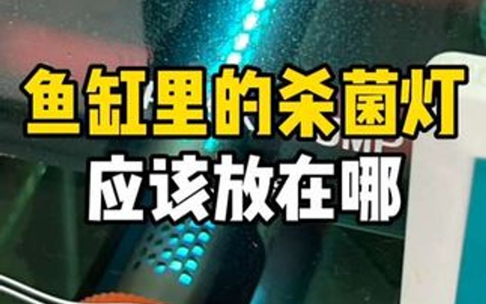 鱼缸杀菌灯的摆放位置很重要,可千万别乱放