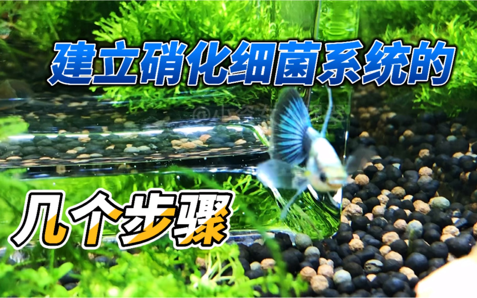 鱼缸开缸,如何快速有效的建立硝化细菌生存环境
