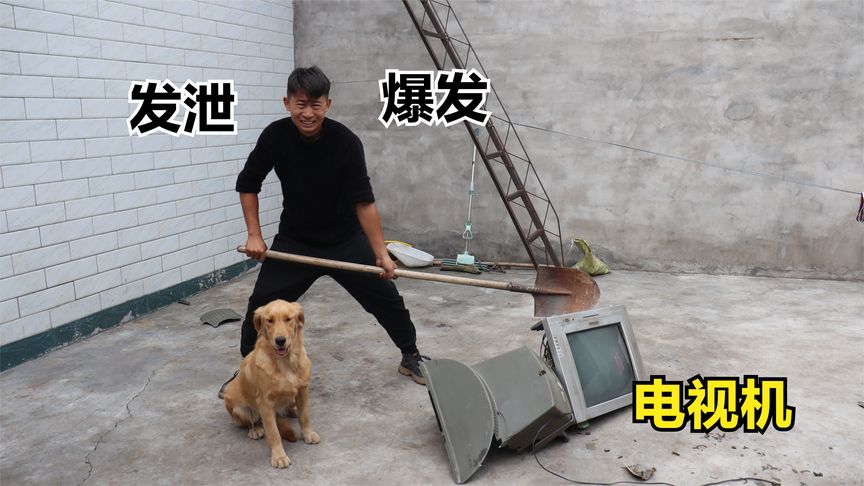 小亮整天被媳妇揍,气的他把家里的电视给砸烂了,金毛却幸灾乐祸