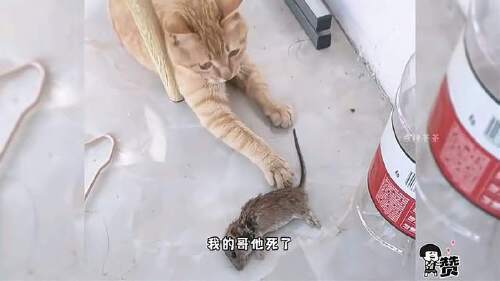 猫抓鼠被嫌凶,不抓又被骂懒虫!人类到底想怎样?