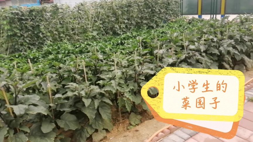 小学里的菜园,每个班级分责任田,种各种绿色蔬菜来体验田园生活