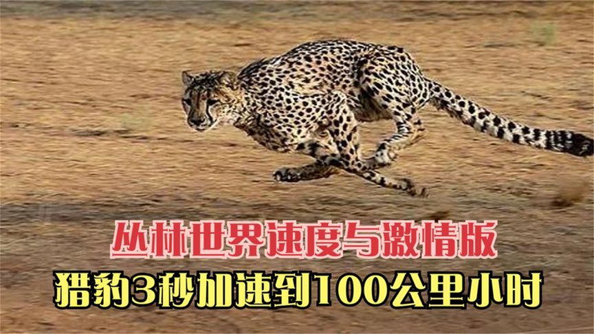 丛林世界猎豹3秒加速到100公里小时,但最高时速只能跑几百米?