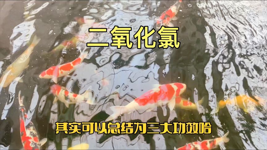 养锦鲤日常杀菌少不了,今天详聊二氧化氯,使用以及区分优劣!
