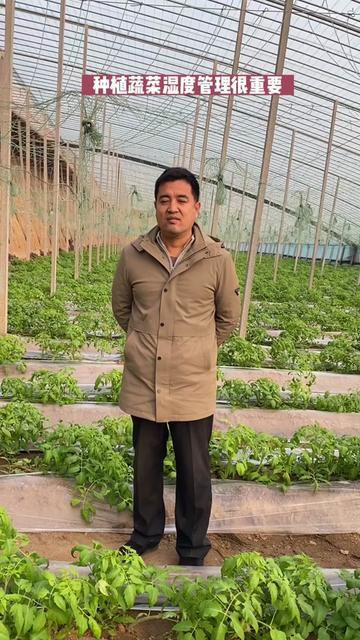 种植蔬菜湿度管理很重要现代农业,农业种植,蔬菜种植,种植技术,来学农技