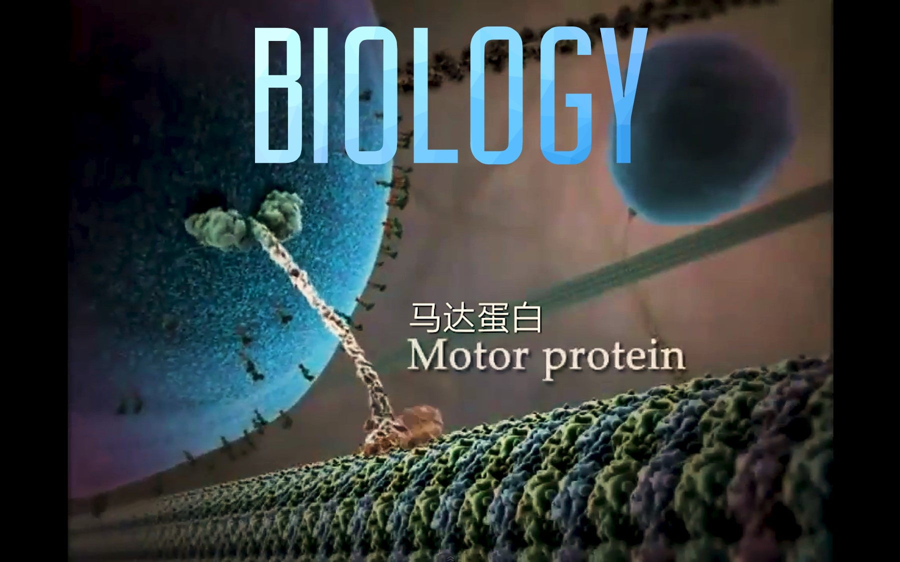 【720P/中文解说】The Inner Life of the Cell - 细胞中的生命进程