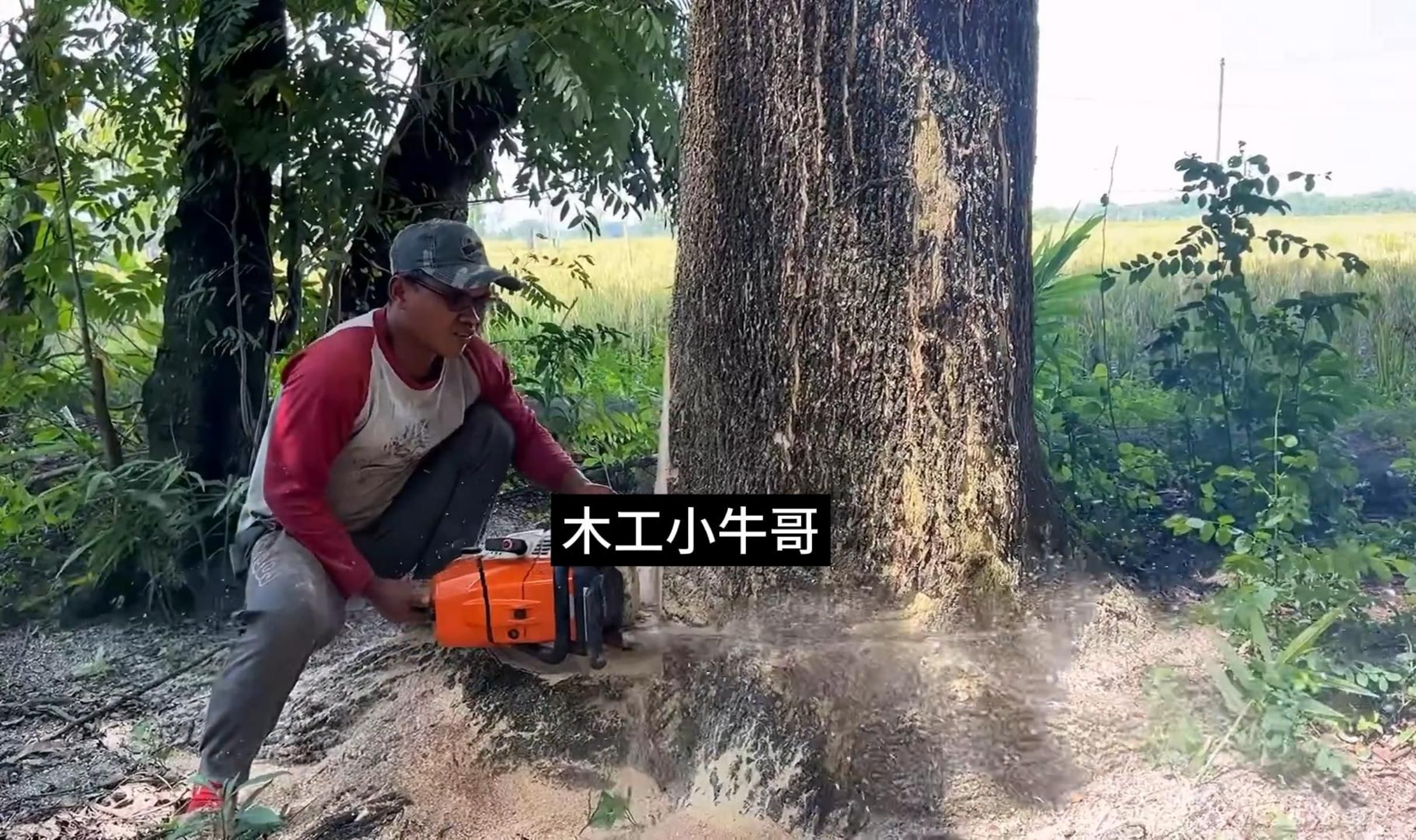 伐木工砍伐花园里最高的大树