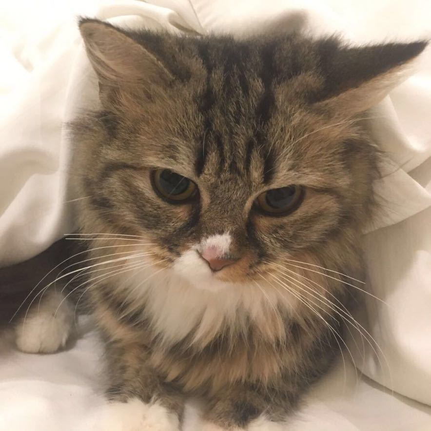 猫咪百科大全