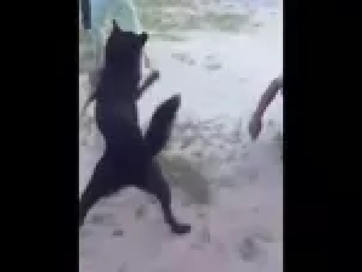 猛犬斗狗血腥打斗 斗狗咬死视频