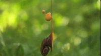 PS图层基础视频教程第13节: 盖印图层案例-设置不同名称