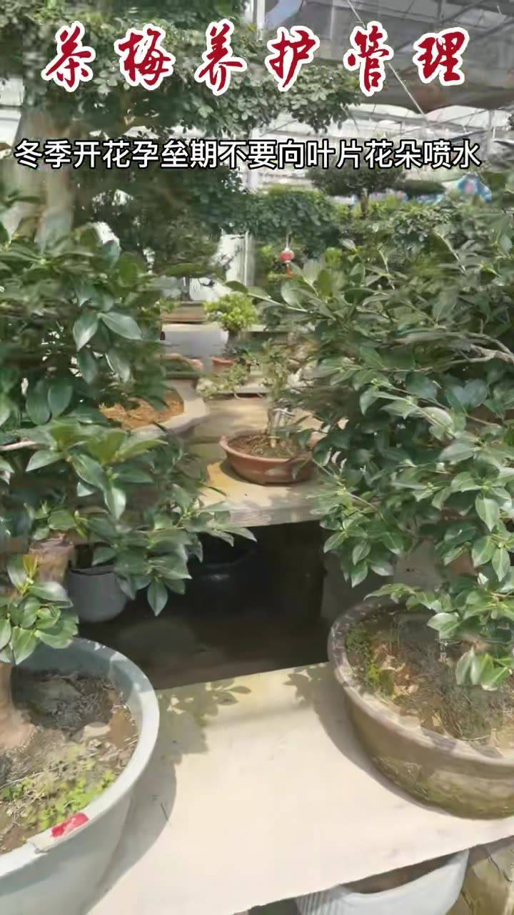 茶梅的养护管理注意事项#盆景#盆景艺术