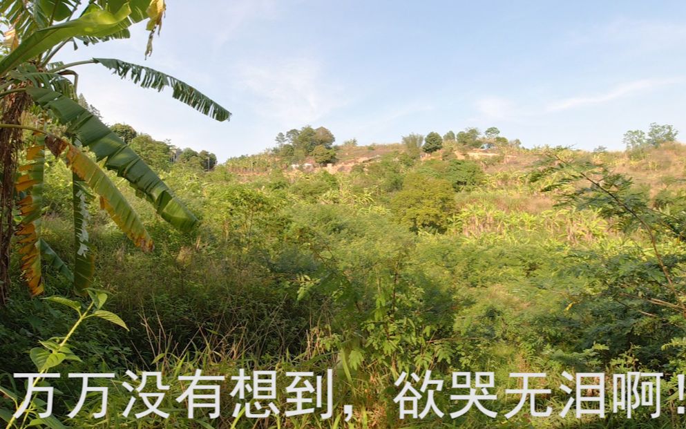 外地老板投资600000元种植香蕉,没想到种成这样,看着太可惜了