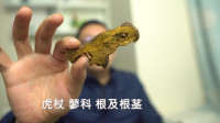 中药虎杖的中药鉴定特点和功效,和大黄一样来着蓼科,能利湿退黄、...