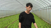 农村大棚生菜最简单的种植方法,听听农村小伙的详细讲解,非常实用