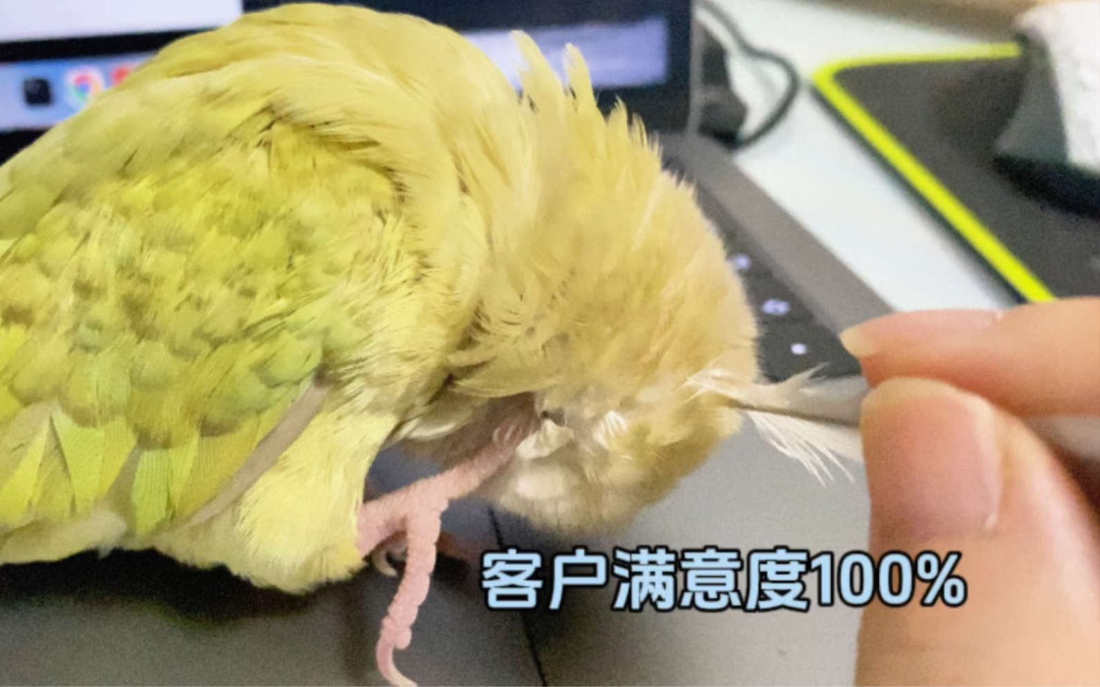 给小鸡挠痒痒,小鸡直接精神涣散
