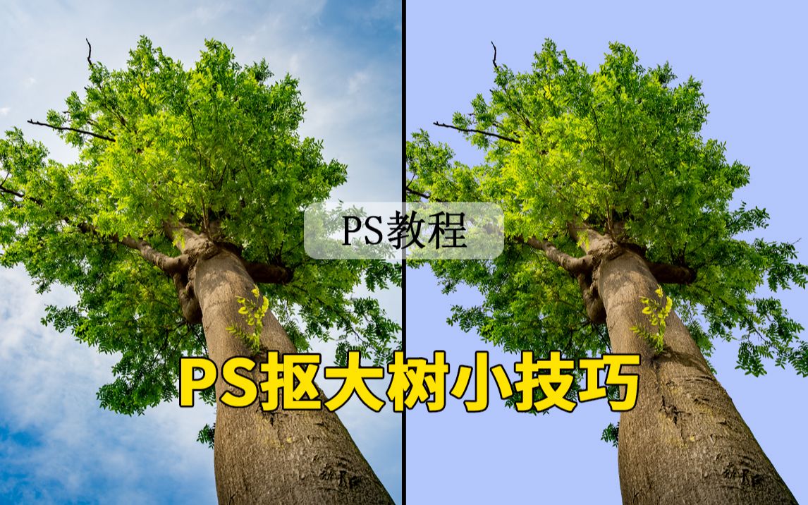 【PS教程】如何抠出这种大树呢?一起来学习一下吧
