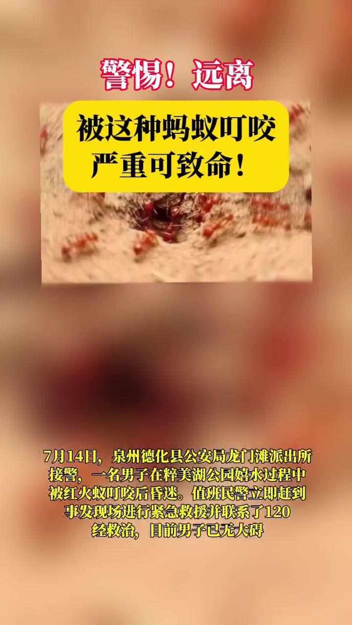 警惕!远离!被这种蚂蚁叮咬,严重可致命!#健康科普