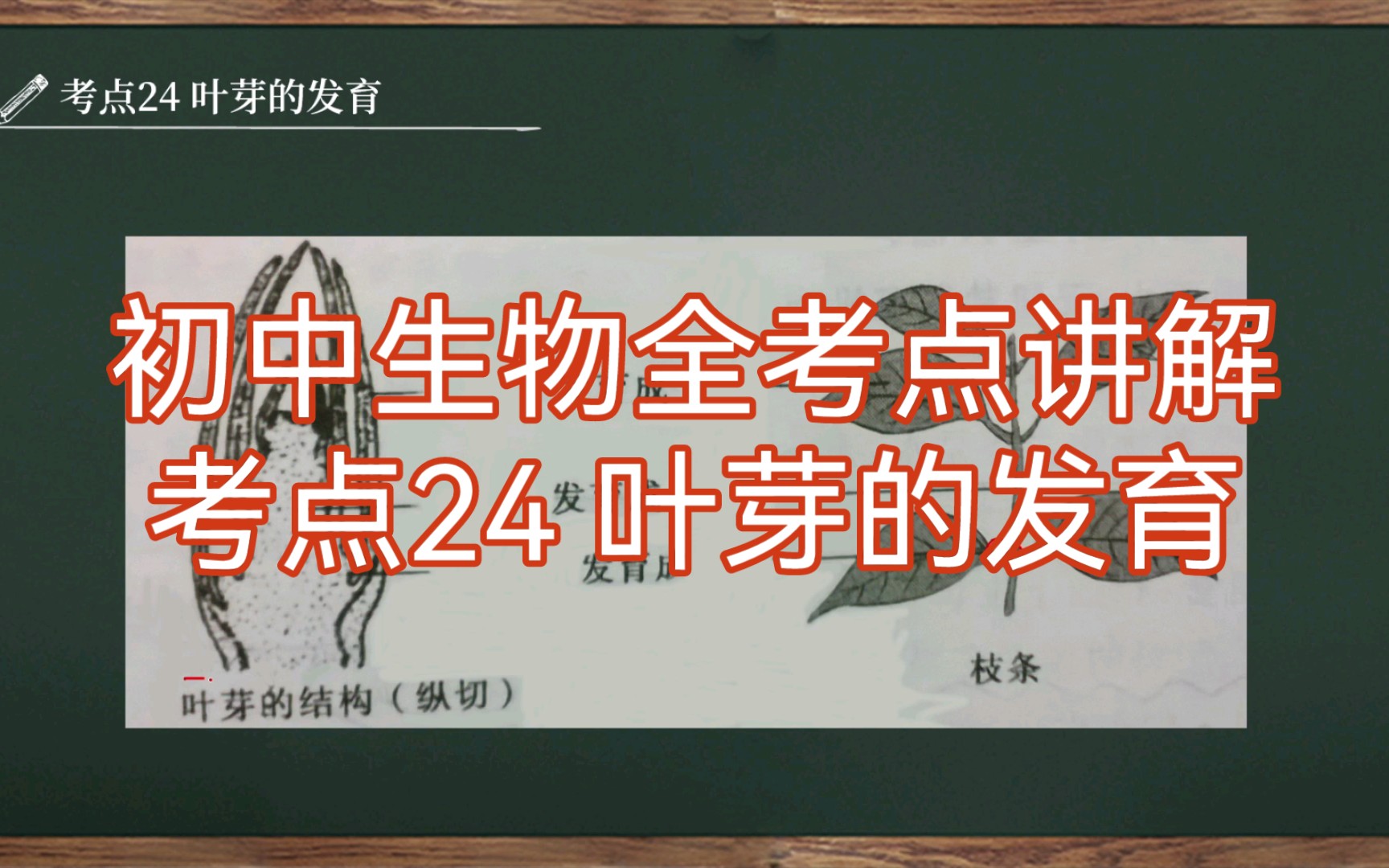 【初中生物全考点讲解|七上】考点24 叶芽的发育