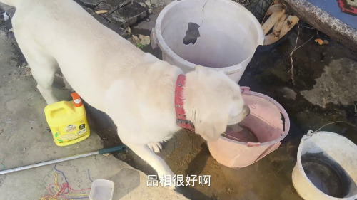 农村拉布拉多发情,狗打架老狗王被咬死,新任狗王嚣张跋扈实力强