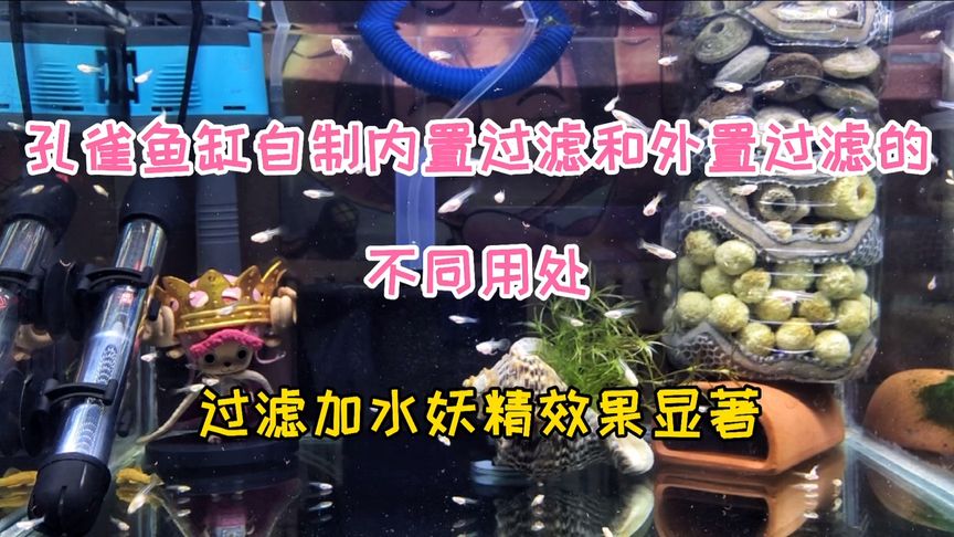 孔雀鱼缸内置过滤和外置过滤分别有哪些用处?加上水妖精效果显著