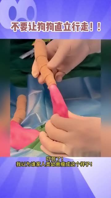 那些让狗狗直立行走的人看过来后果吧! 这骨头显而易见的在里面动诶