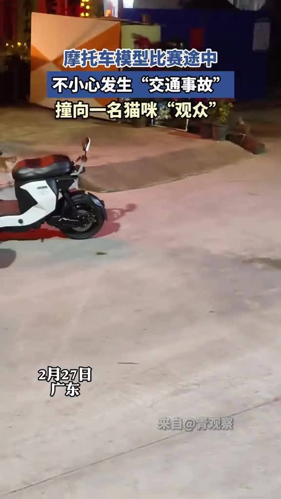 摩托模型比赛途中,不小心发生"交通事故"撞向一名猫咪"观众"